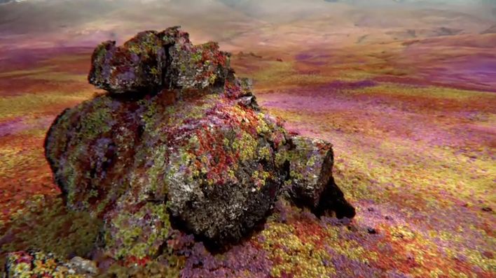 Sony - X Reality • Fish.